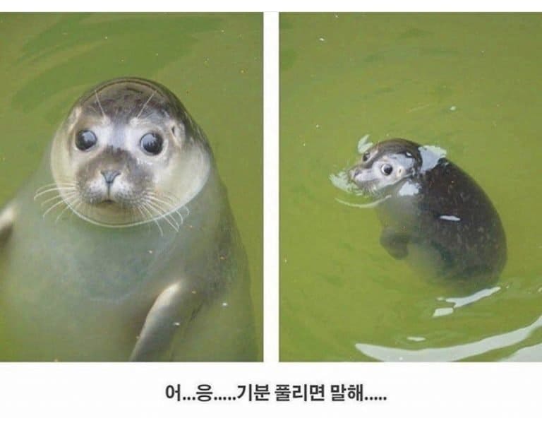 FUNNY KOREAN MEMES THAT WILL MAKE YOU LAUGH | Ana Yokota